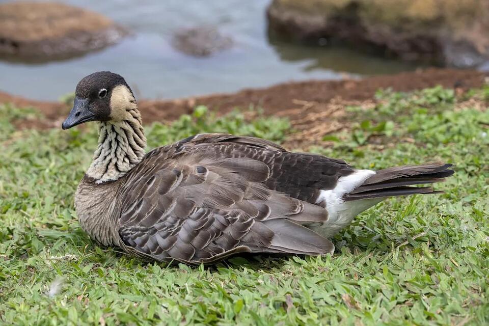 Why more national parks are closing popular areas to protect wildlife ...