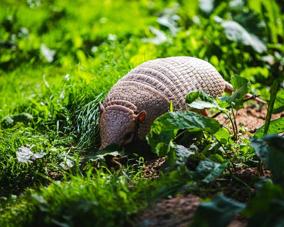 Armadillos Expanding Their Range Northward - NewsBreak