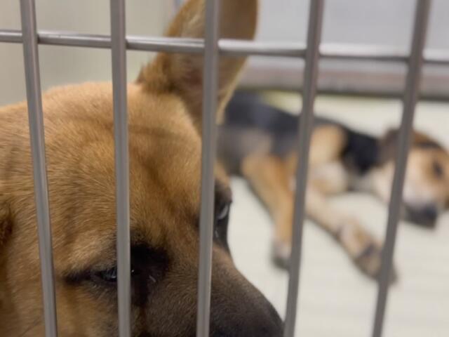 Kern County shelter 2.5 times over comfortable limit with high intake ...