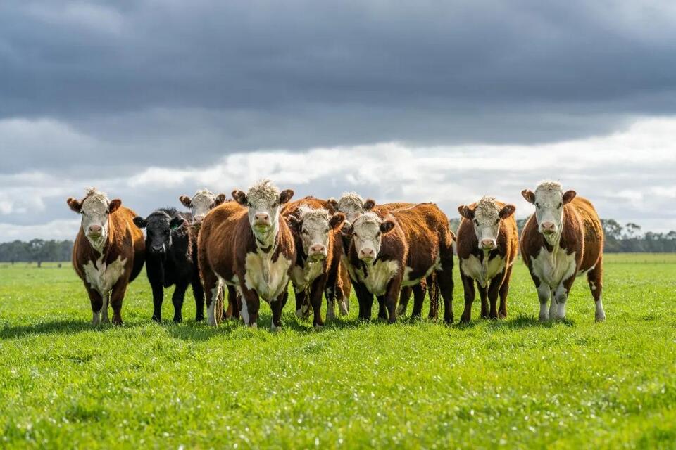 Minerva Foods reports record results for 2024 - NewsBreak