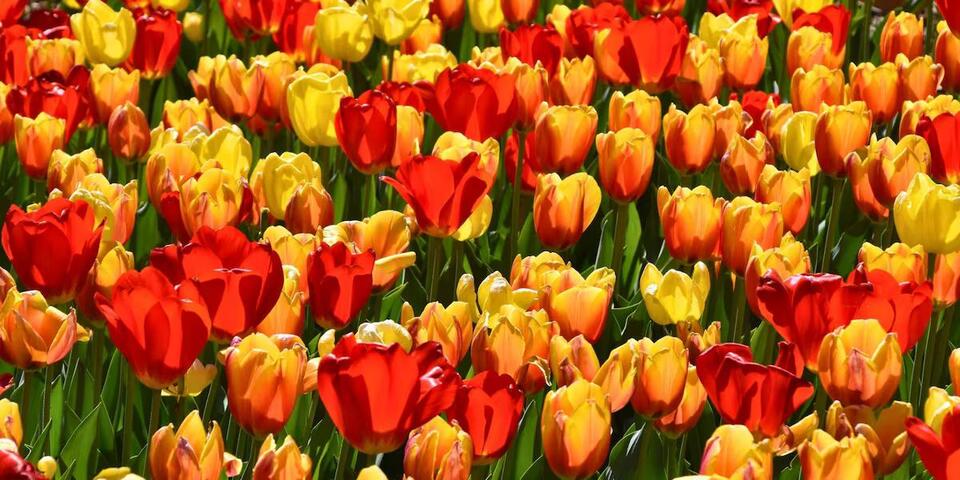 Jerold Binkley Tulip Time 2025 set to return in April - NewsBreak