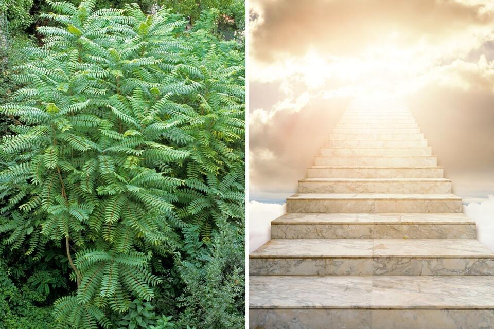 Tree Of Heaven Is Not What Its Name Suggests - NewsBreak
