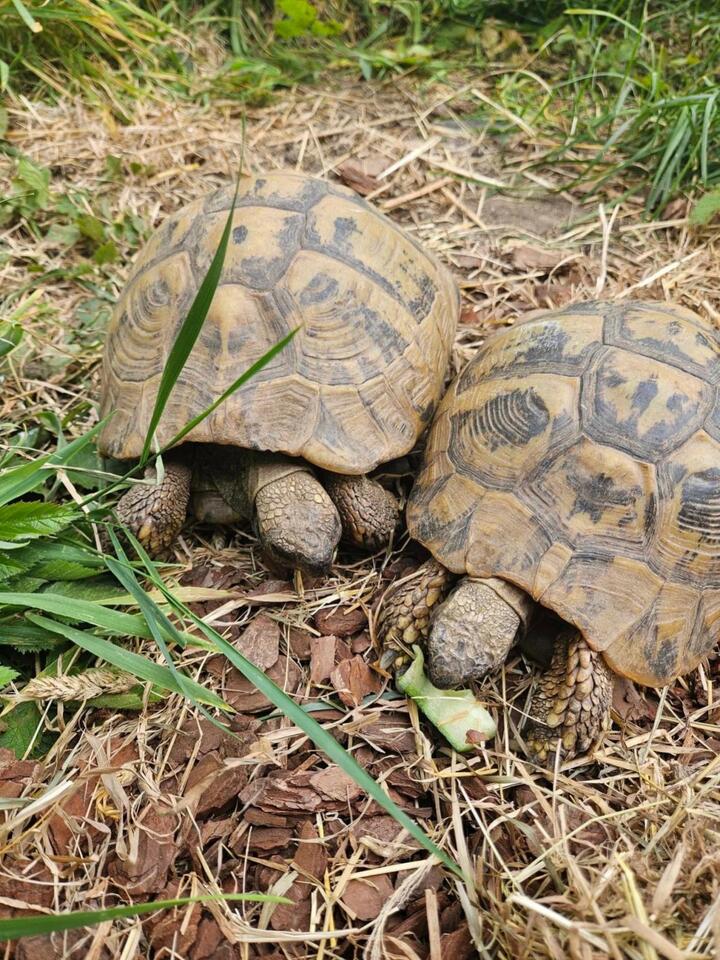 Tortoise missing for months found 300 meters away from home - NewsBreak