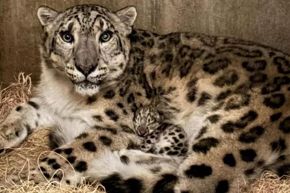 John Ball Zoo Welcomes Adorable Snow Leopard Cub - NewsBreak