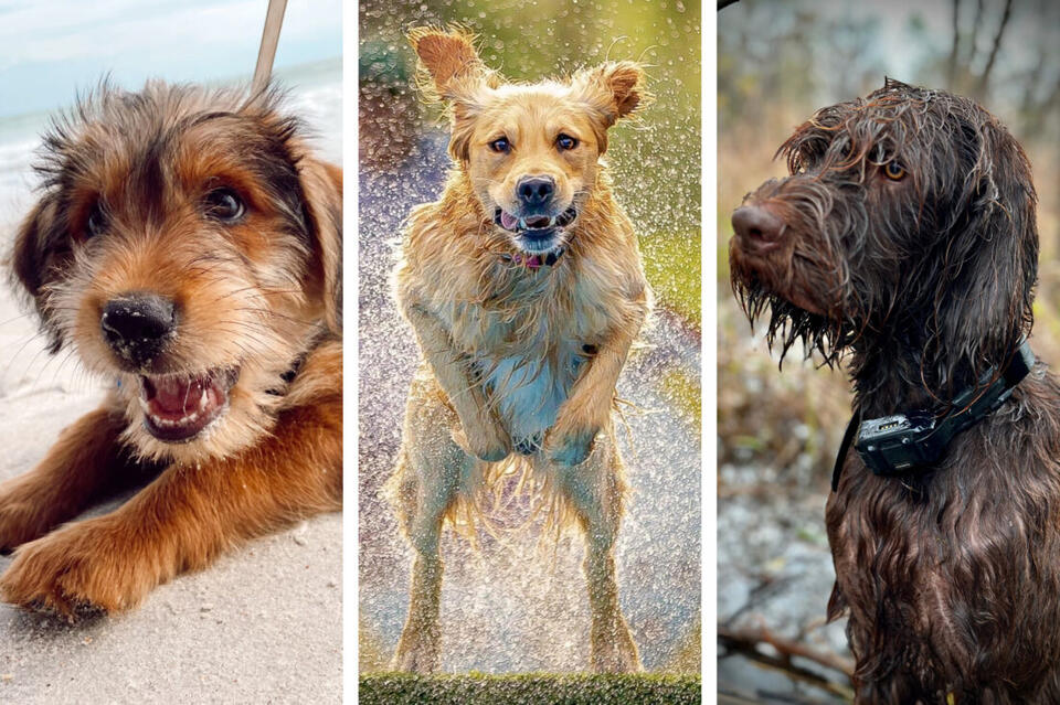 Meet the Winners of the 2024 Good Dog Photo Contest - NewsBreak