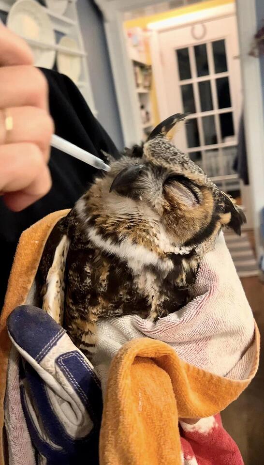 Rescuers in New York State Save Great Horned Owl [PICS] - NewsBreak