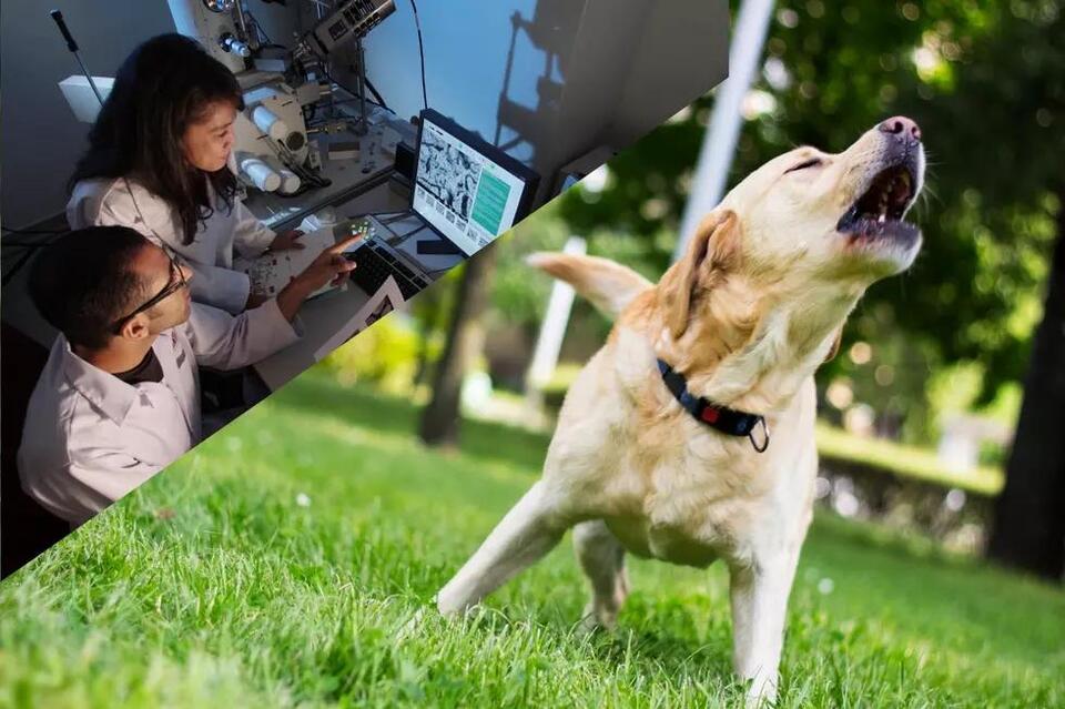 Michigan Researchers Developing Tools to Decode Dog Barks - NewsBreak