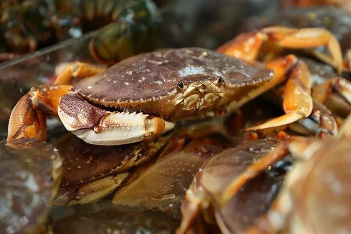 Recreational Dungeness Crab Fishing Now Open to Entire Humboldt Coast ...