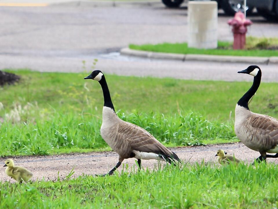 Feature photo: mother goose, father goose in Delano
