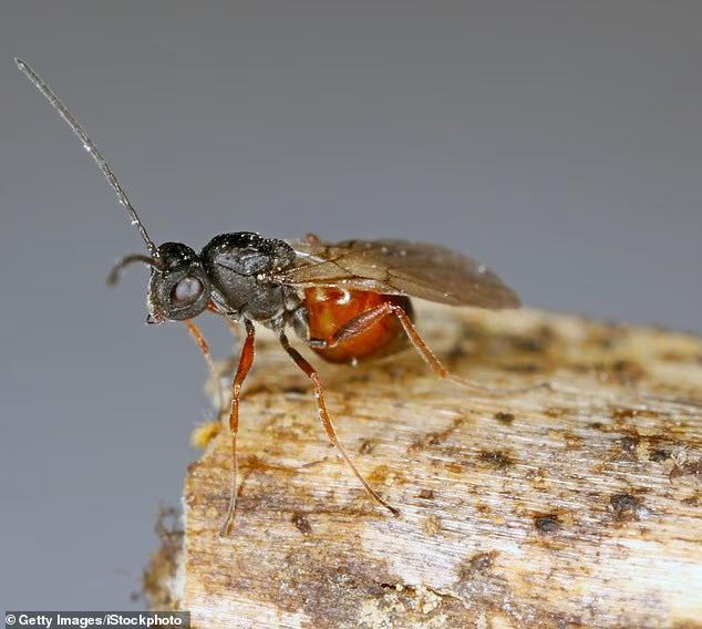 Warning as flesh-eating wasps discovered invading parts of the US ...
