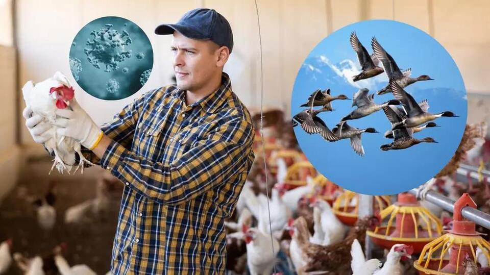 Bird Flu Surging in Iowa, Illinois, and Wisconsin: What You Need to ...