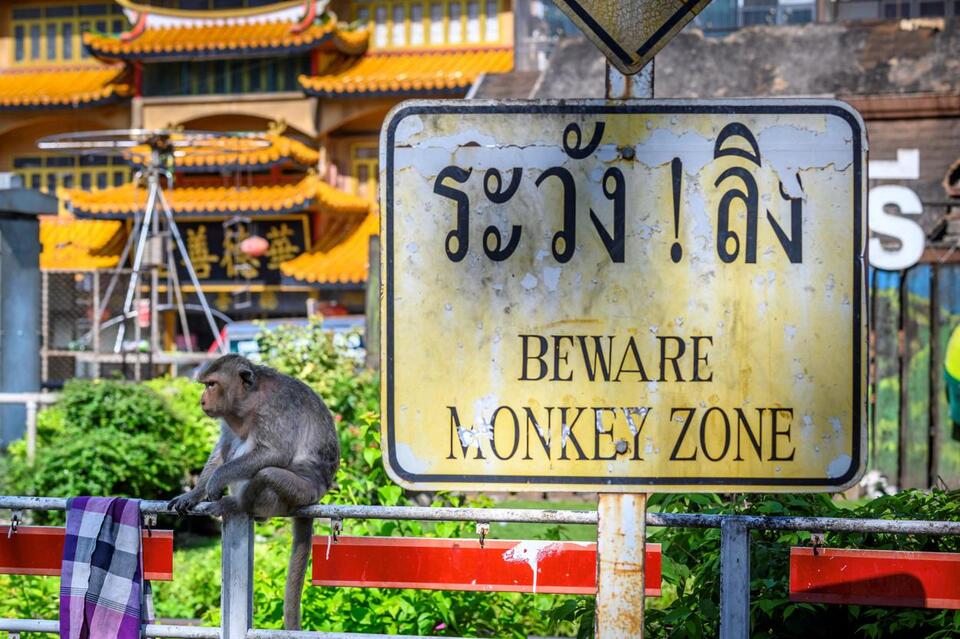 Sailor Sent on Trump Mission Gets Evacuated After Monkey Attack - NewsBreak