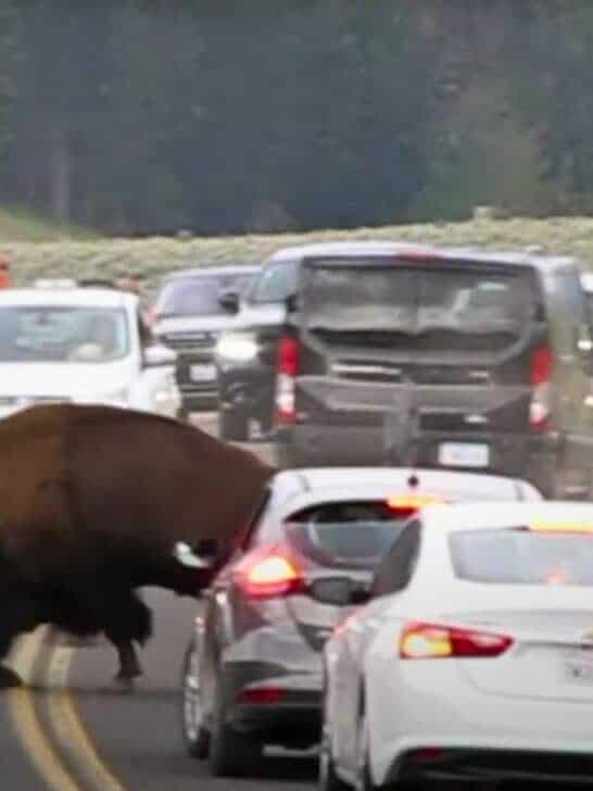 Bison’s Head-on-Head Fight in the Middle Of Traffic - NewsBreak