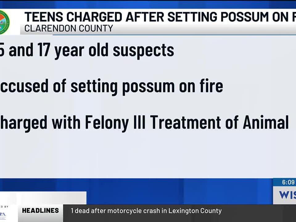 Teens charged with setting opossum on fire