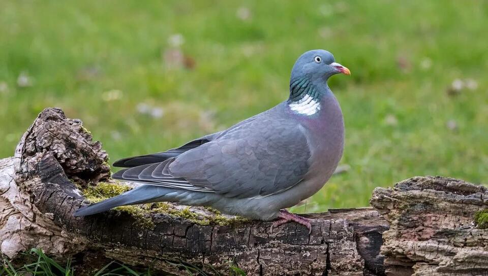 Types of Pigeons in Pennsylvania: How to Identify 4 Species - NewsBreak