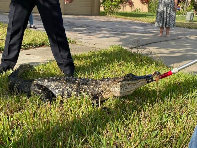 Alligator's stroll through Davenport neighborhood prompts mating season ...