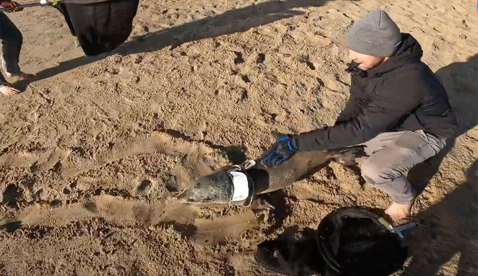 This Poor Seal Had a Ralph Lauren Ball Cap Stuck On Its Neck - NewsBreak