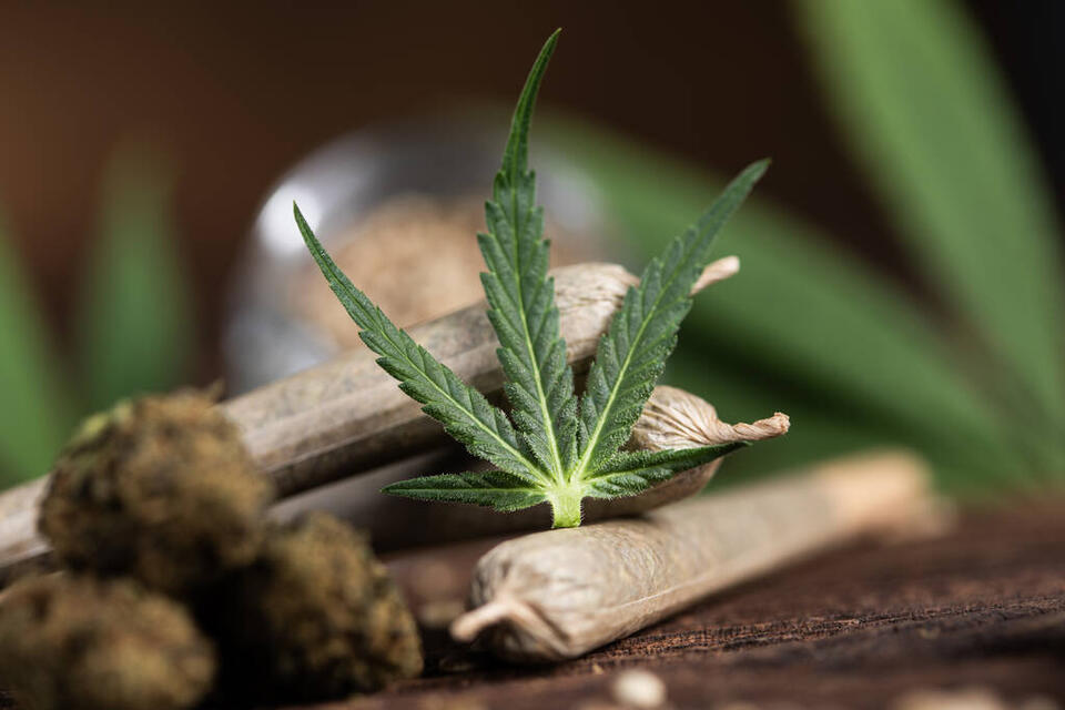 Marijuana Reform Moves Closer to November 2026 Ballot in Florida ...