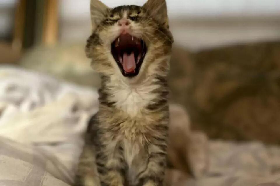 What to Know About the Moses Lake Cat Vying to Be America’s Favorite ...