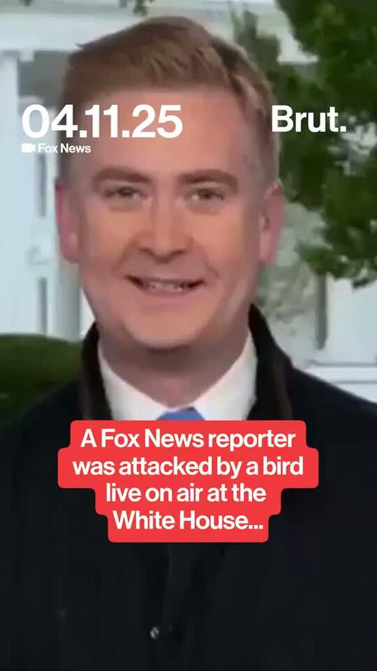 Fox News reporter Peter Doocy was attacked by a bird outside the White ...