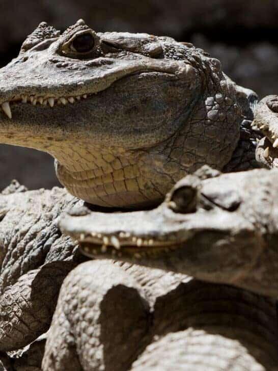 Largest Black Caiman Ever Recorded - NewsBreak