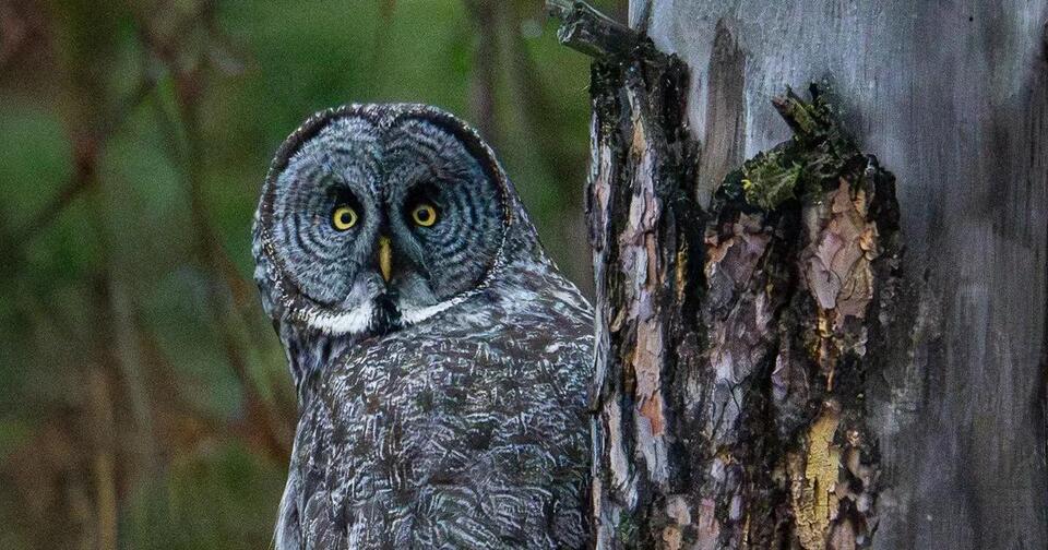 Cool Critters: Great grey owl makes a rare visit to Inland Northwest ...