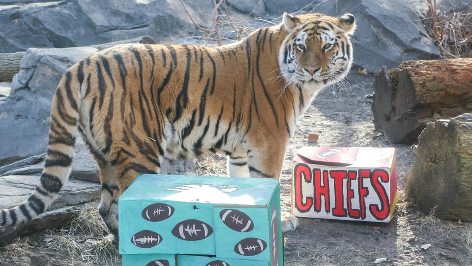 Super Bowl 2025: Tiger at Blank Park Zoo predicts game's winner - NewsBreak