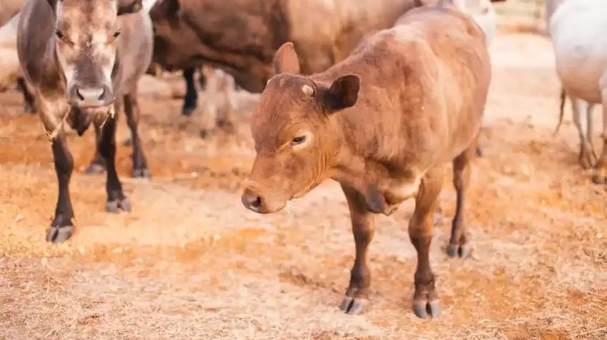 The truth about roughages and cattle production - NewsBreak