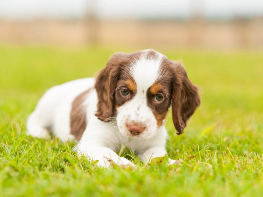 English Springer Spaniel Puppies: Cute Pictures and Facts