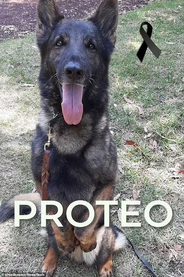 Brave Mexican rescue dog dies while searching through rubble for ...