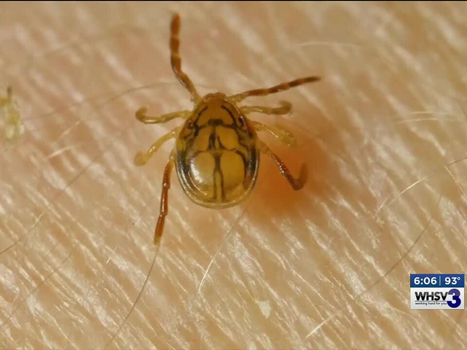 The Virginia Department of Health collecting ticks for research and ...