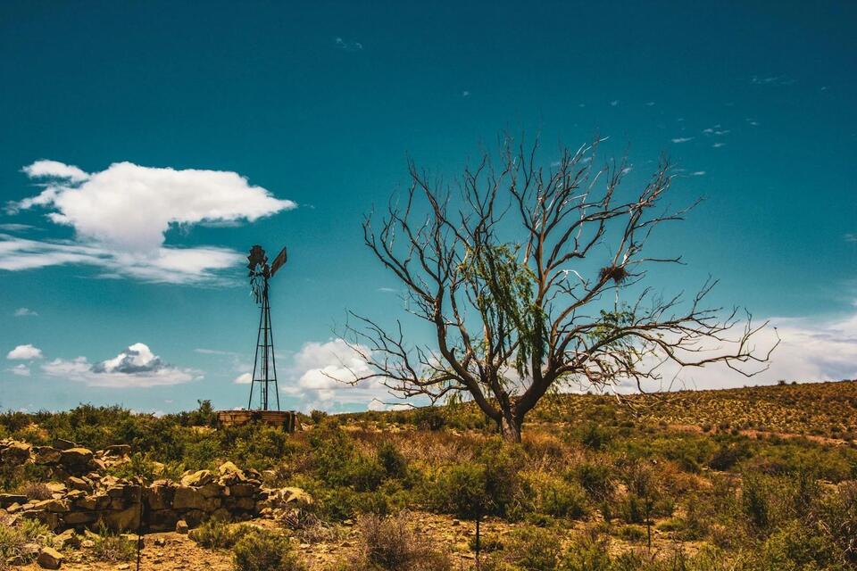 Why This Tree Screams When It’s Thirsty (Sort Of) - NewsBreak