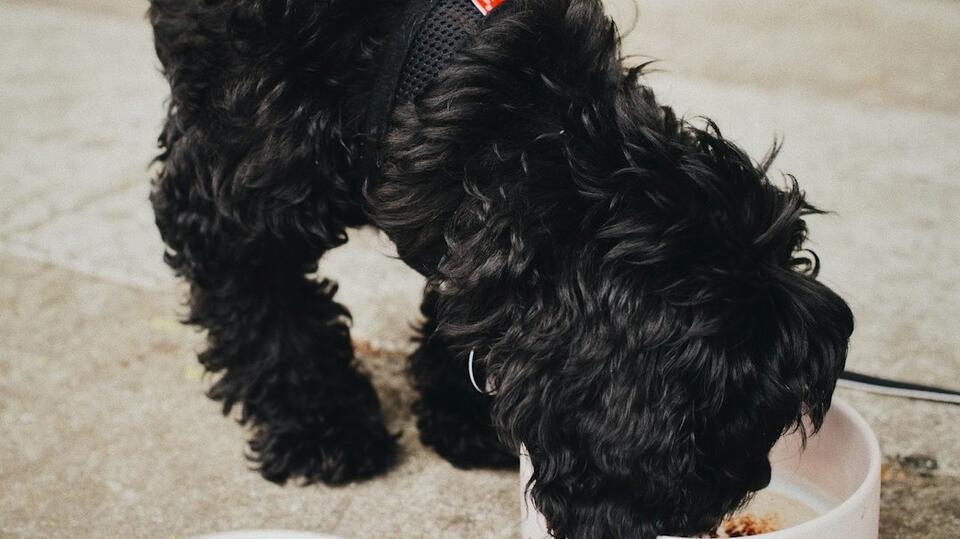 Experts say this is how long dog food should be left out - NewsBreak