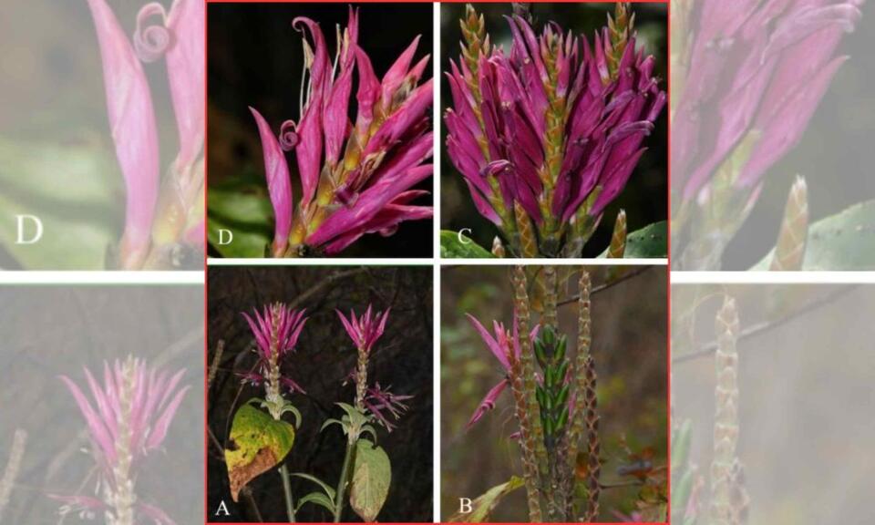 Recently discovered plant species is already endangered - NewsBreak