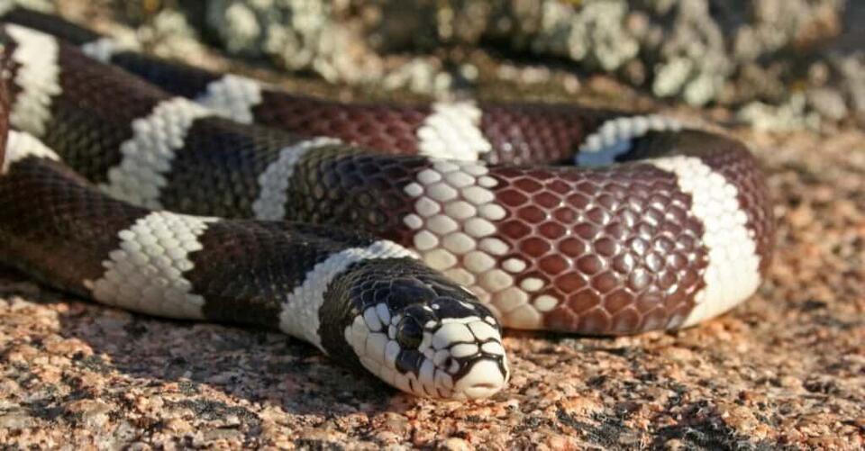 12 Common White Snakes (Pictures, Level of Dagner, and More) - NewsBreak