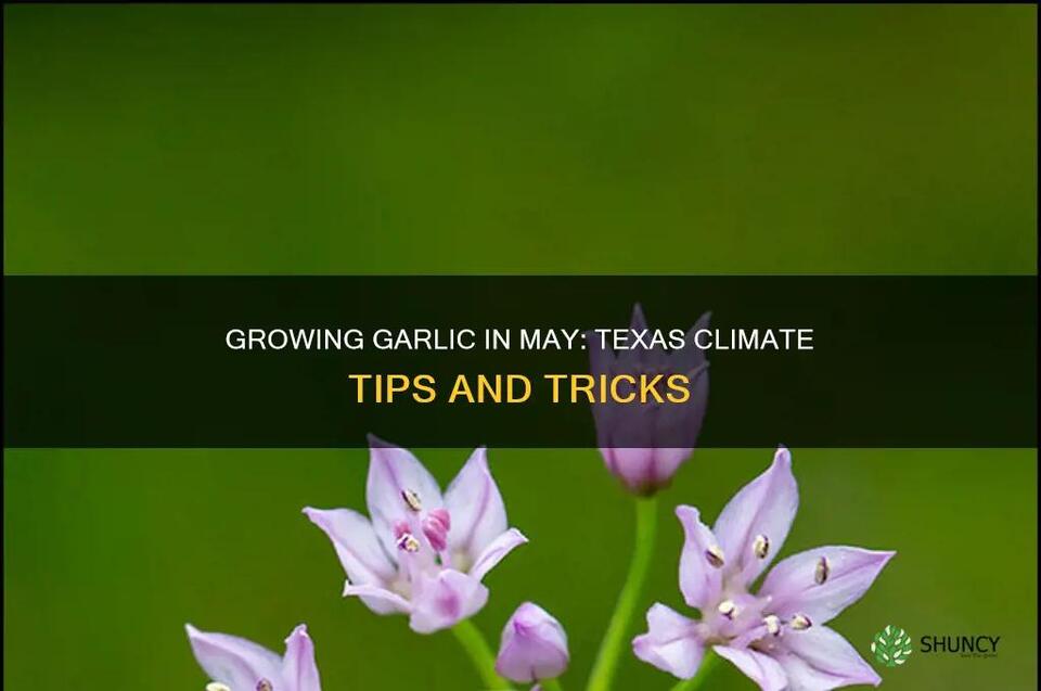 Growing Garlic In May: Texas Climate Tips And Tricks - NewsBreak