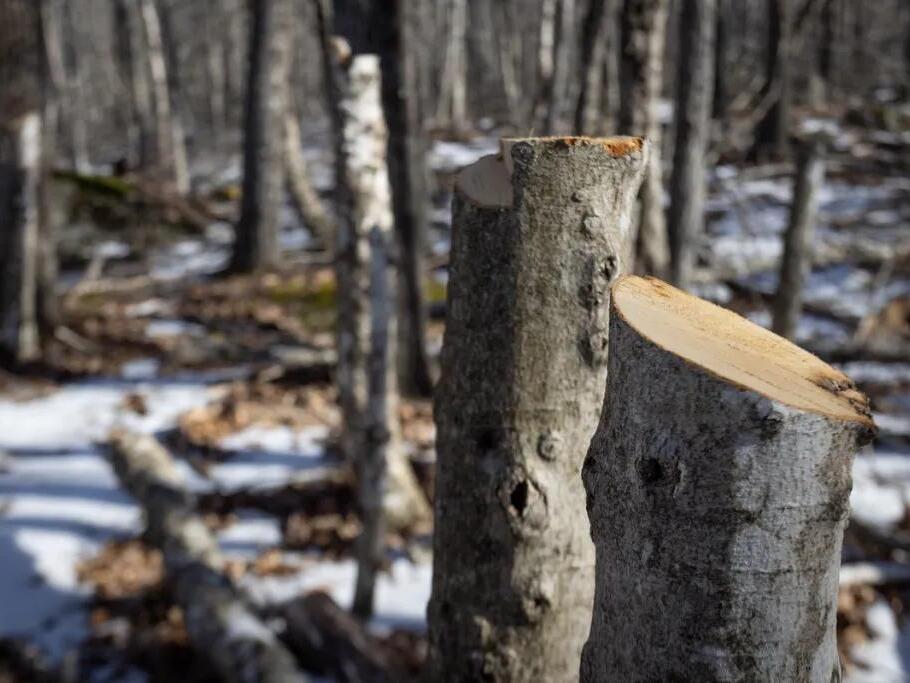 This forestry practice makes ugly scenery on Maine hiking trails
