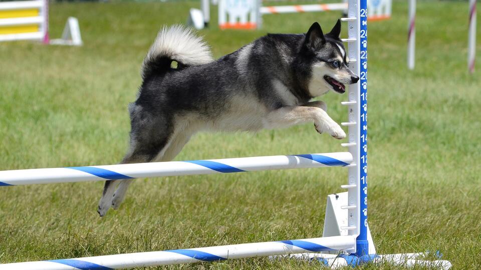Everything You Need to Know About the Alaskan Klee Kai Dog - NewsBreak