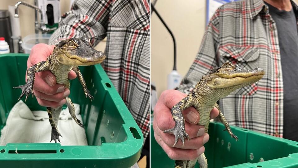 Boston Alligator Update: Little Charles Diagnosed with Infection After ...