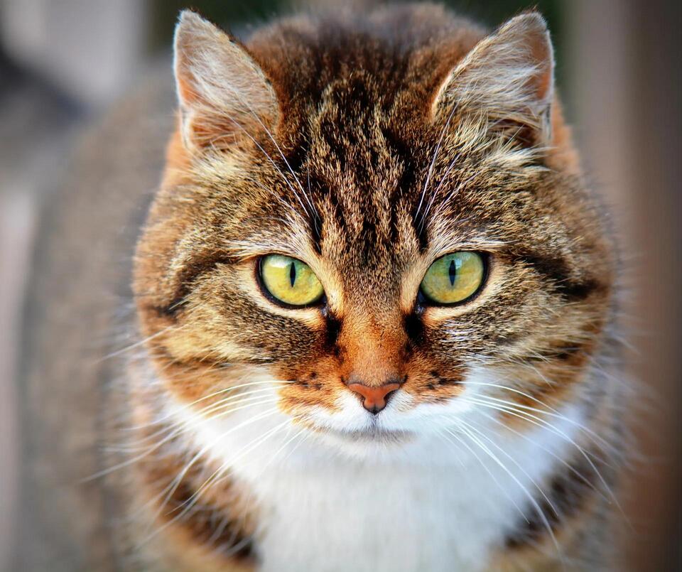 Cat Breeds in Louisiana: 11 Popular Felines for Every Lifestyle - NewsBreak