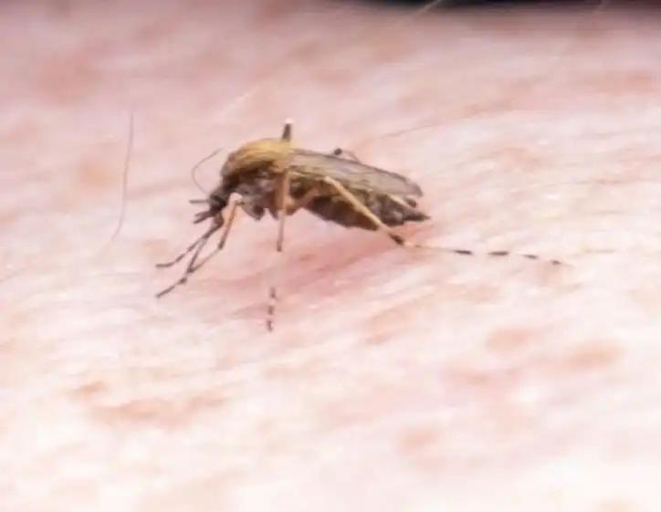 California officials warn of West Nile threat after 680 mosquitoes test ...