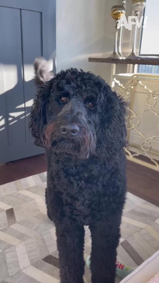 That felt like a form of protest afv dogs - NewsBreak