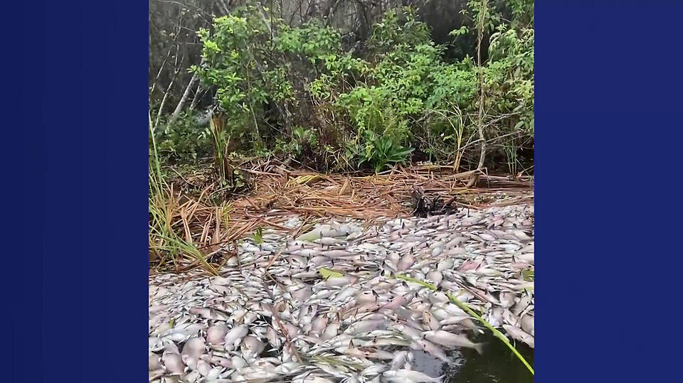 Dead fish plaguing Lake Apopka, wife of pastor dies after home invasion ...