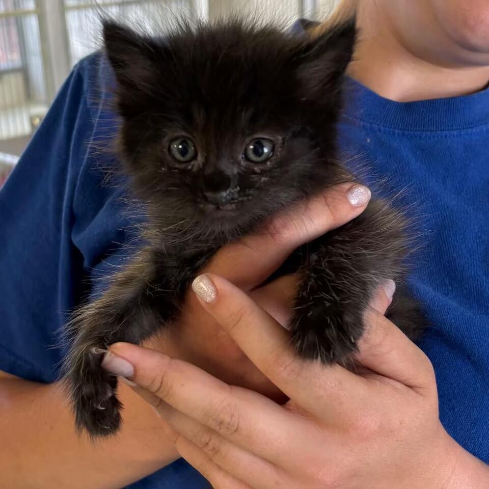 🐱 Sweet Kittens and Young Cats Ready for Adoption in Santa Barbara ...