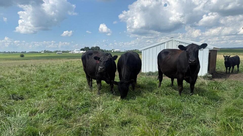 High demand, low cattle counts: Record-high beef prices impacting ...