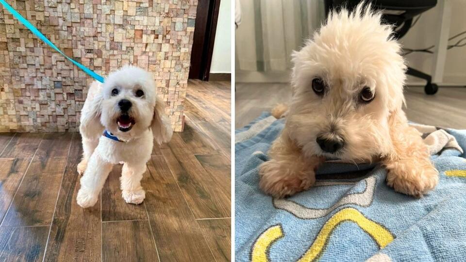 Local Rescue Introduces Sweet Small Dog Found Abandoned Now Looking For ...