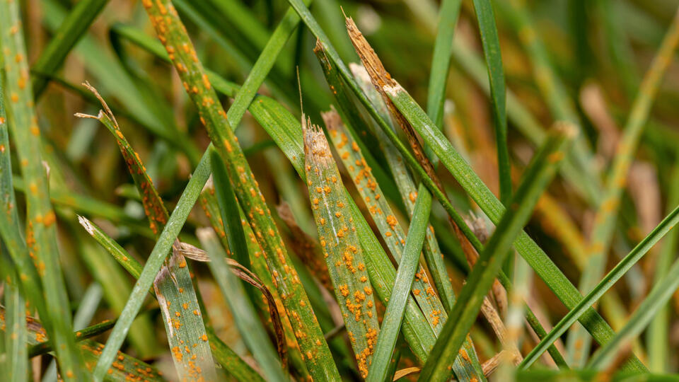 Simple Tricks For Preventing Rust Disease On Your Lawn - NewsBreak