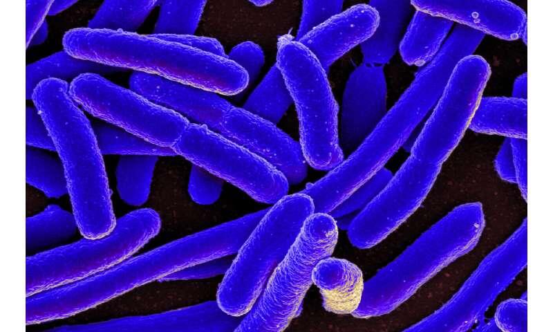 Synthetic RNA 'nanostars' create programmable compartments in bacteria ...