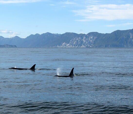 Orca Deadly Duo: Port and Starboard vs Great White Shark - NewsBreak