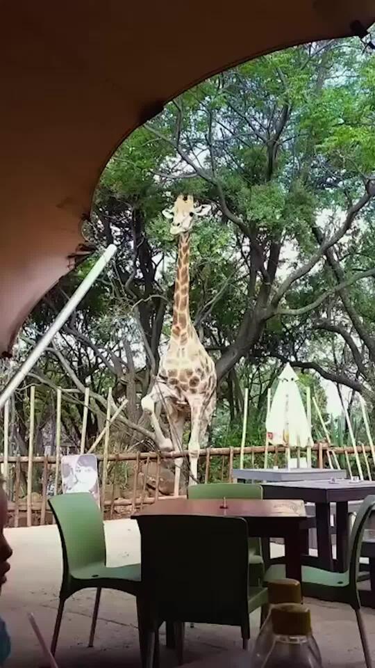 HILARIOUS Giraffe Interrupts Familys Lunch - NewsBreak